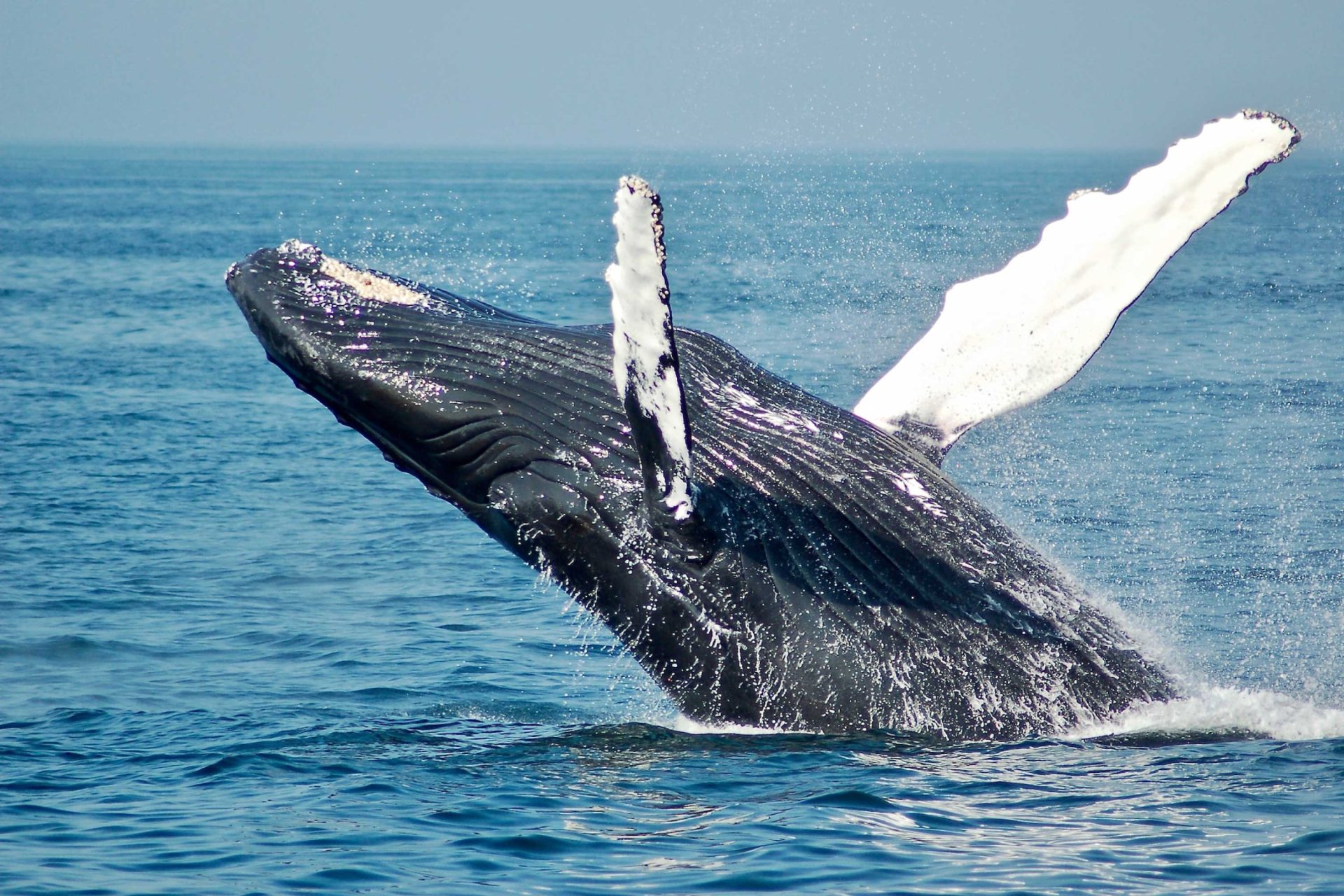 Whale Watching in Los Cabos | FAVC Blog